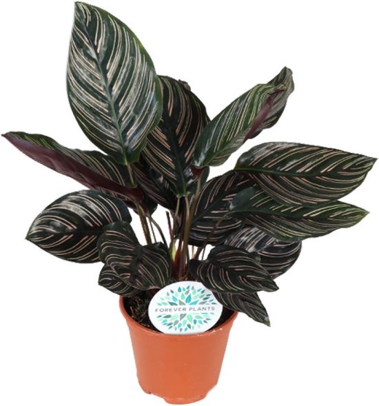 Calathea – Marantaceae (Calathea) – Hoogte: 45 cm – van Botanicly | bol