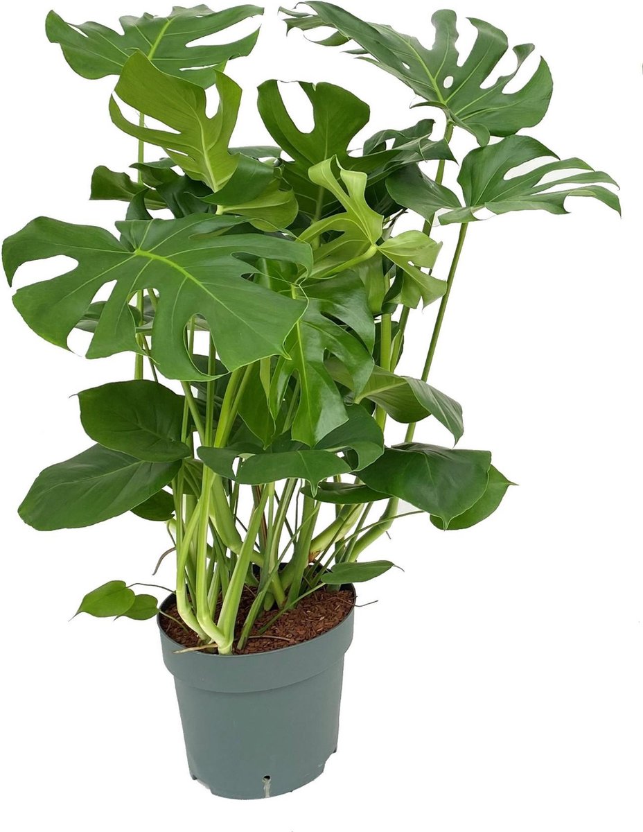 Monstera – Gatenplant (Monstera Deliciosa) – Hoogte: 100 cm – van ...