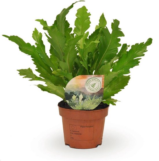 Varen – Nestvaren (Asplenium Campio) – Hoogte: 30 cm – van Botanicly | bol