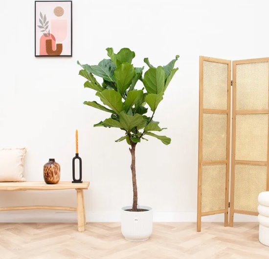 Ficus Lyrata Op Stam Inc. Elho Pot Wit Ø30 - 170 Cm | bol.