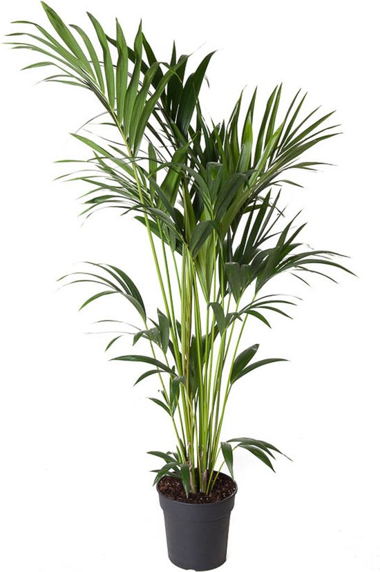 Goed & Groen - Howea Forsteriana (kentia) - Kentia Palm - XL -↨ 150cm ...