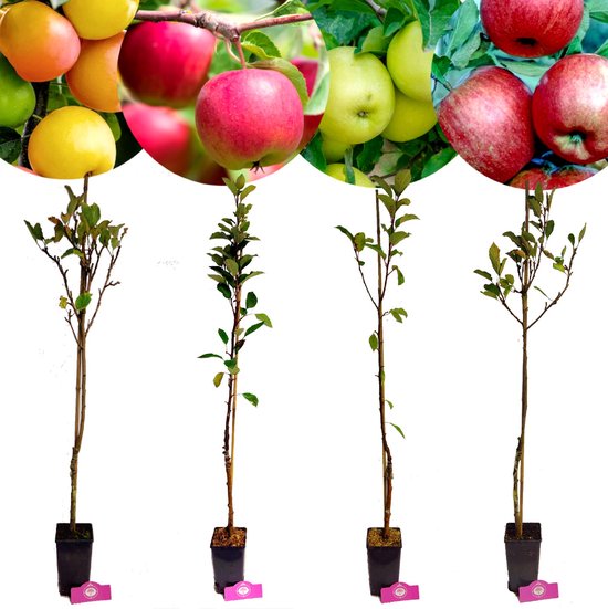 Set van 4 appelbomen - 'Golden delicious', 'Red delicious', 'Sweet ...