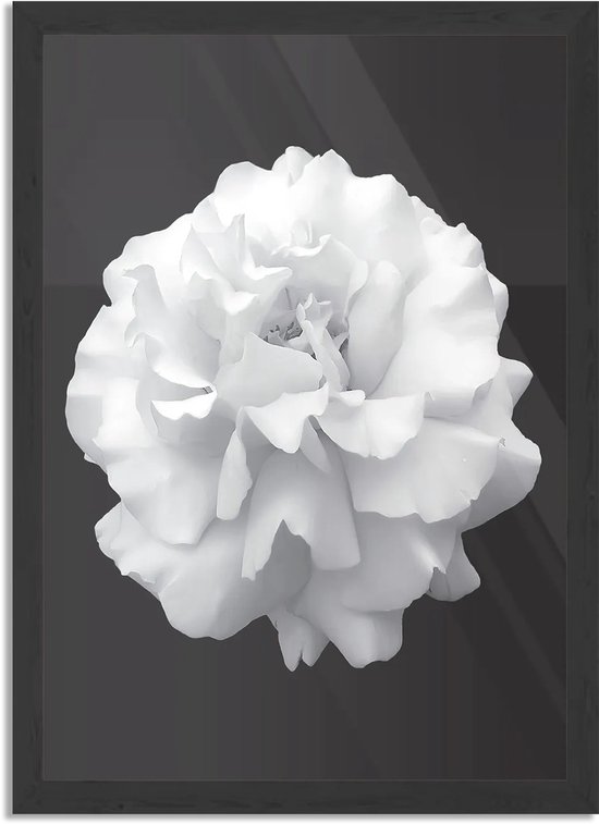 Poster Witte Anjer Rechthoek Verticaal Met Lijst L (40 X 50 CM ...