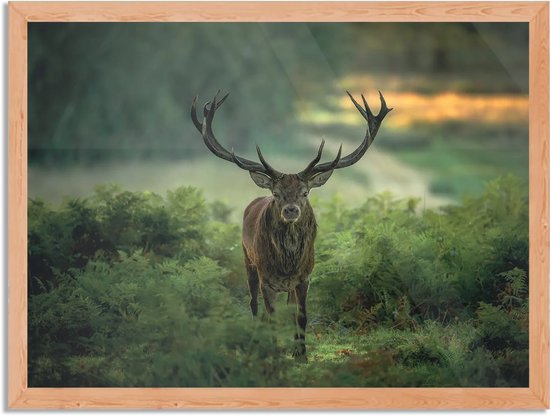 Poster Edelhert In Het Bos Rechthoek Horizontaal Met Lijst L (50 X 40 ...