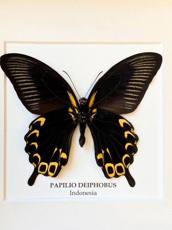 Kader met opgezette vlinder " Papilio Deiphobus " - taxidermie ...
