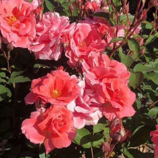 10 x Rosa 'Favori' - Trosroos 'Favori' blote wortel | bol