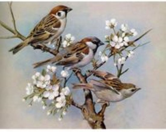 Diamond painting – musjes op tak – 50x40 cm – vierkante stenen | bol