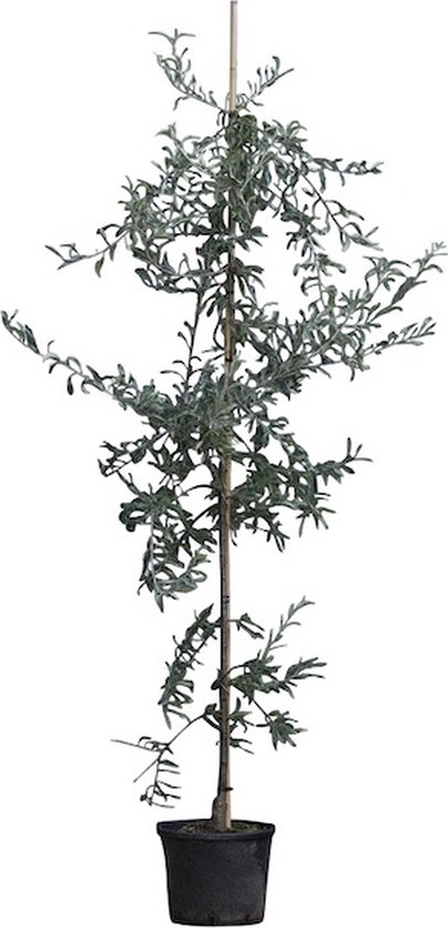 Bomenbezorgd.nl - Boom - Wilgbladige Treur Sierpeer laagstam ...