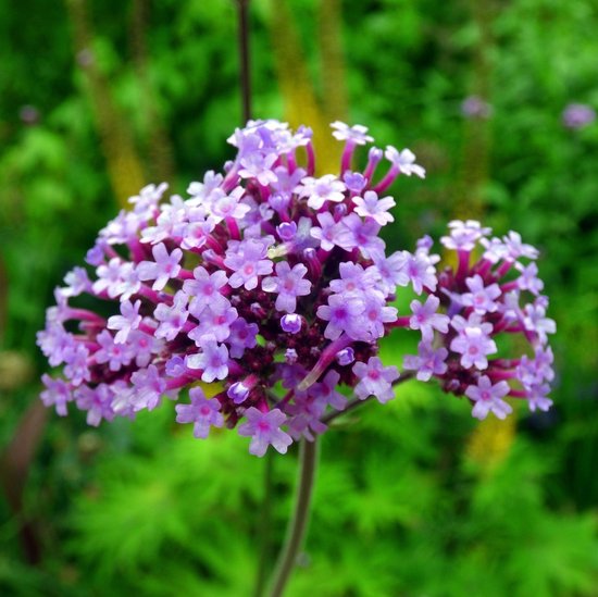 MRS Seeds & Mixtures IJzerhard - Verbena bonariensis – groeihoogte: 160 ...