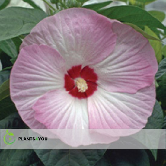Plants4you Hibiscus Set van 4 Hibiscus planten- Hibiscus- Moscheutos ...