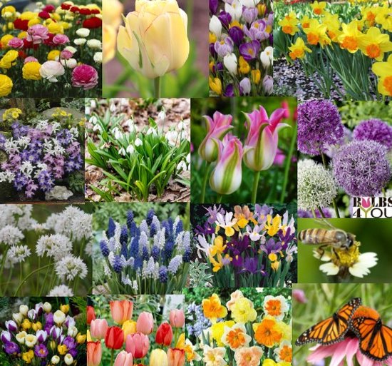 Bulbs4you - Bijen en vlinder bloembollenpakket XXL - 150 dagen lang ...