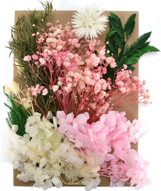 Natuurlijke gedroogde bloemen, set droogbloemen, echte gedroogde ...