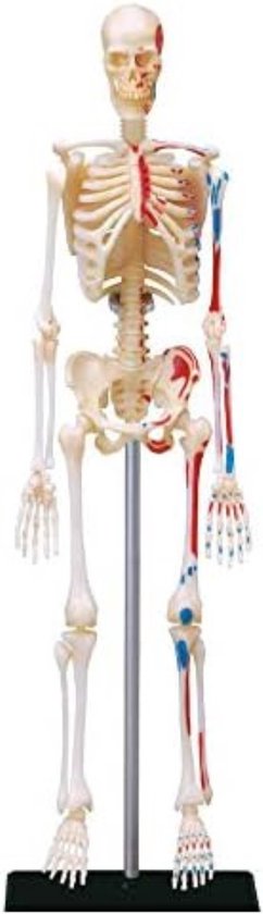 Anatomie Model - Anatomisch Model - Anatomisch Skelet | bol