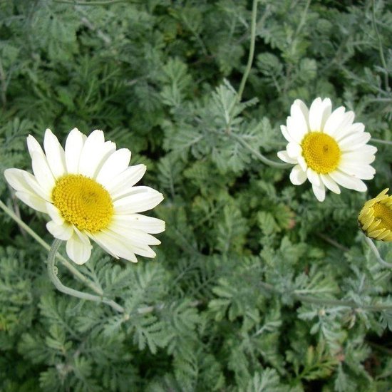 6x Anthemis hybrida ‘Sauce Hollandaise’ - Kamille - Pot 9x9 cm | bol