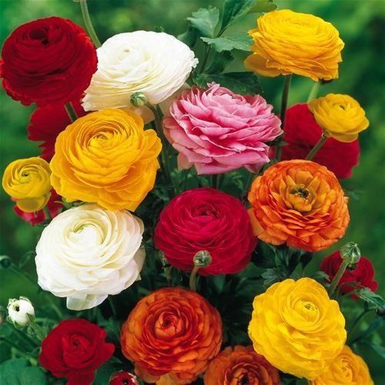 Ranunculus Mix - 25 stuks - Ranonkels | bol.com