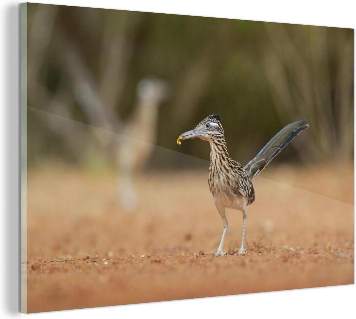 Roadrunner avec une fleur dans son bec Plexiglas 30x20 cm - petit ...