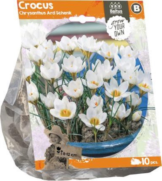 Crocus Chrysanthus Ard Schenk (Sp) per 10 | bol.com