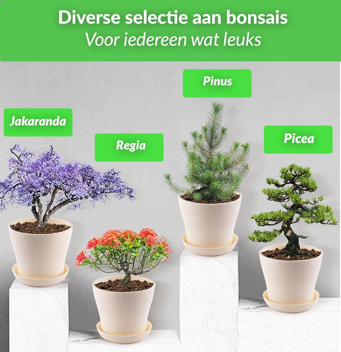 Bonsai Starters Kit – 4 soorten zaden - bonsai boompje - bonsai set ...