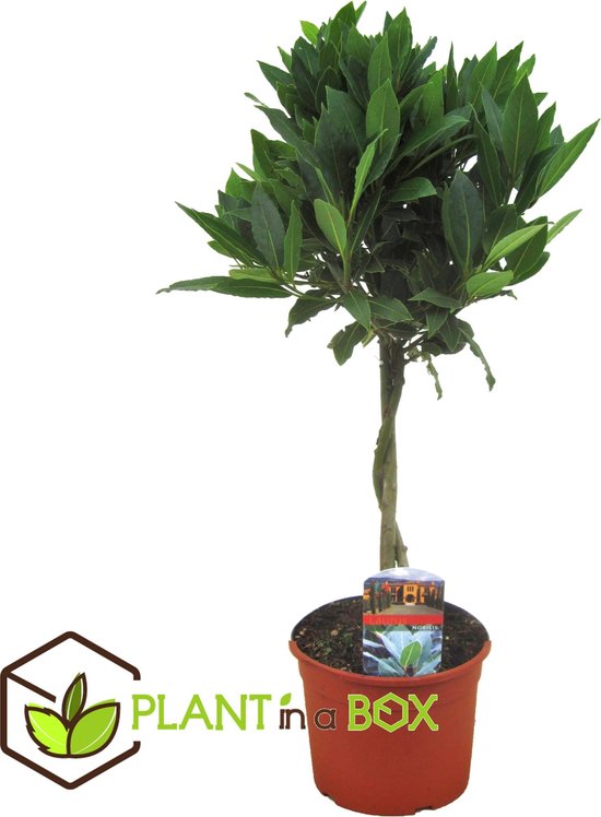 Plant in a Box - Laurus Nobilis - Laurier boom met gedraaide stam - Pot ...