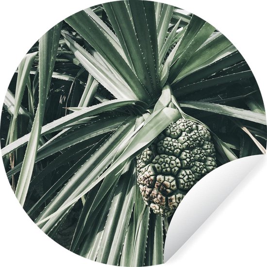 WallCircle - Muurstickers - Behangcirkel - Cactus - Tropisch - Groen - 80x80 cm -... | bol