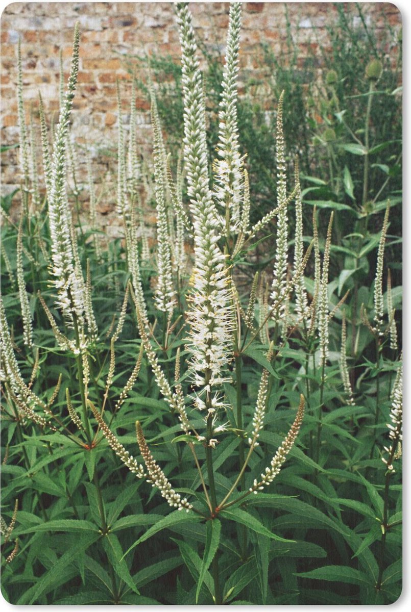 Muismat Lange ereprijs - Witte bloemen van de lange ereprijs tijdens ...