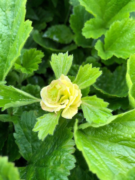 6 x Geum 'Lemon Drops' - Nagelkruid - P9 Pot (9 x 9cm) - Dima Vaste ...