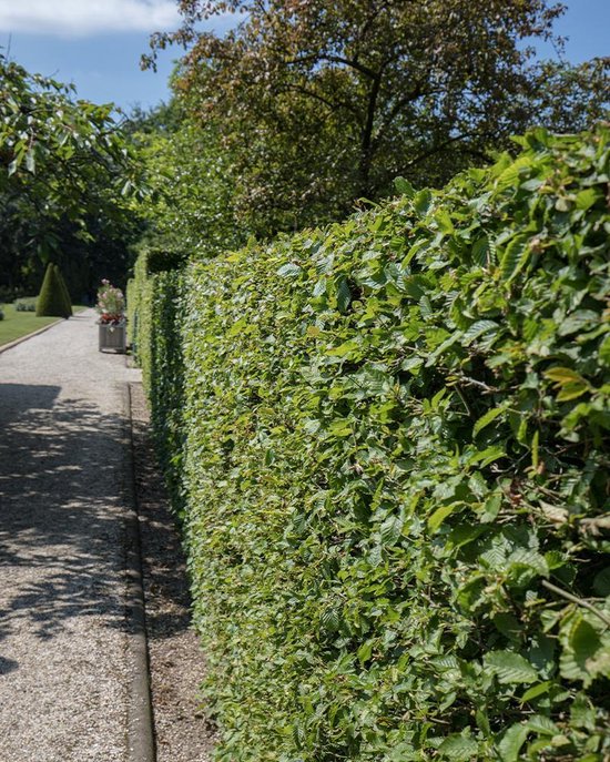 Plants Online - Haagplanten - Haagbeuk - Pot 150-175 cm - set van 10 ...