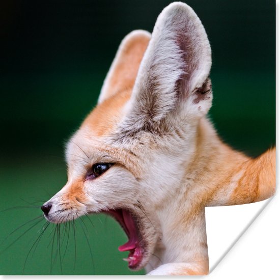 Zijaanzicht van een gapende woestijnvos Poster 30x30 cm - Foto print op ...