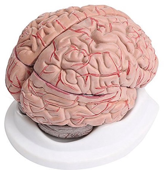 8-delig anatomisch model van het menselijke brein met slagaders voor ...