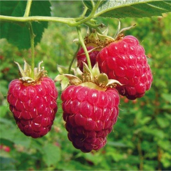 Frambozenstruik - Rubus idaeus 'Malling Promise' - winterharde ...