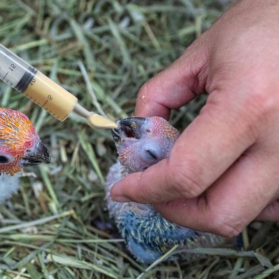Baby Bird Parrot Feeder Syringe Set met Gavage Tubes - Hand Feeding ...