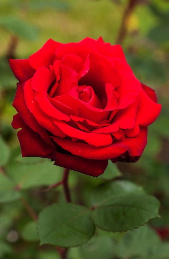 GARDENZO - Stamrozen XXL Mix x3 - Rood, 2-Kleur, Roze - Rozen op stam ...