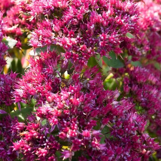 Plants Online - Tuinplanten - Vaste planten - Set van 1 - Sedum 'Carl ...