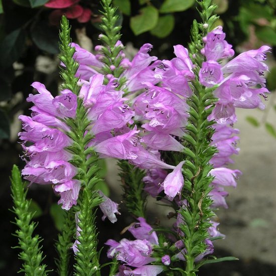 Plants Online - Tuinplanten - Vaste planten - Set van 5 - Physostegia ...