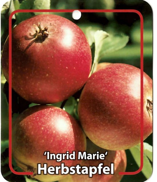 Oosterik home - Malus Domestica Ingrid Marie | bol
