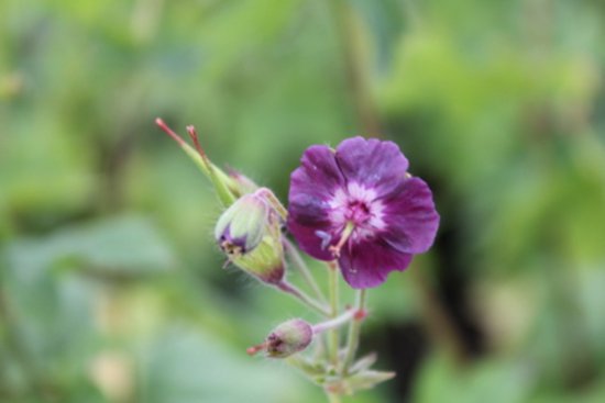 6 x GERANIUM PHAEUM 'SAMOBOR' - Geranium phaeum 'Samobor' - pot 9 x 9 ...