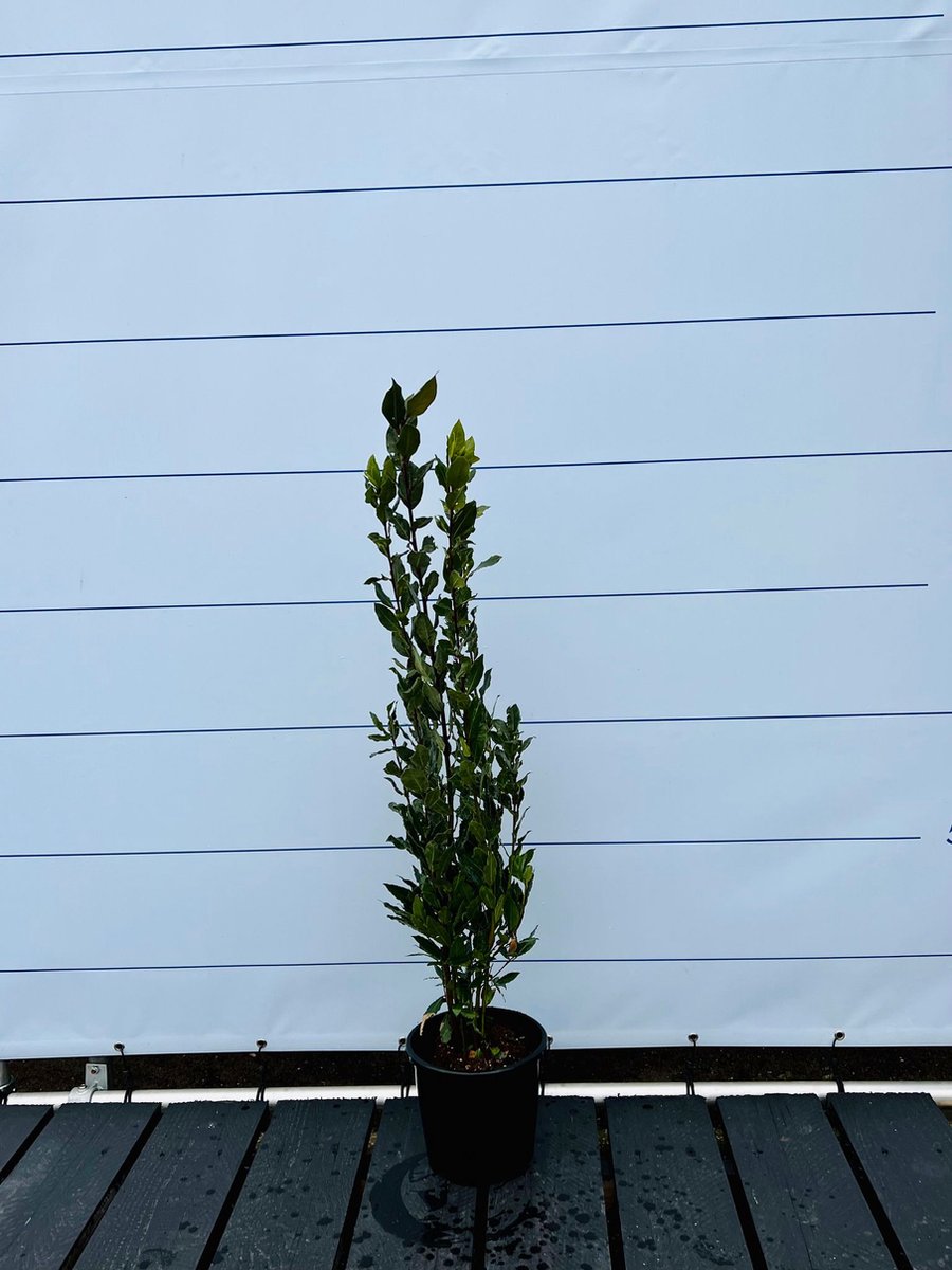 LAURUS NOBILIS - LAURIER STRUIK 120 cm - Eetbare laurier | bol.com