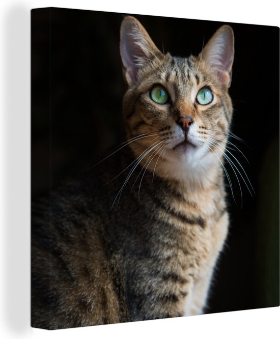 Canvas Schilderij Cyperse kat - 50x50 cm - Wanddecoratie | bol.com