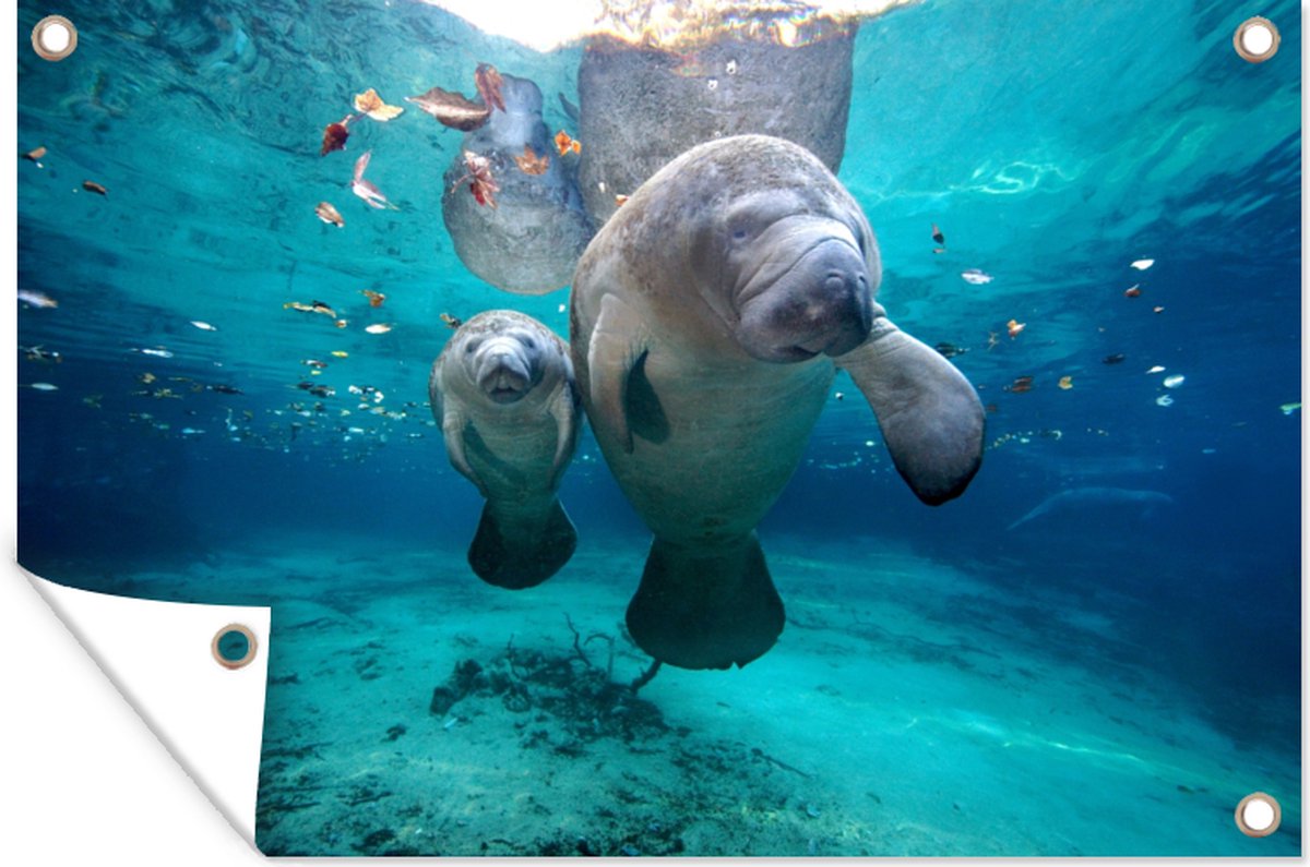 Tuinposter West Indische zeekoe met baby - 130x80 cm - Wanddecoratie ...
