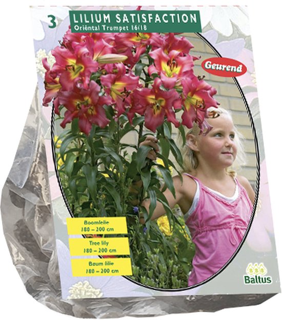 Lilium Satisfaction (Boomlelie) per 3 | bol.com