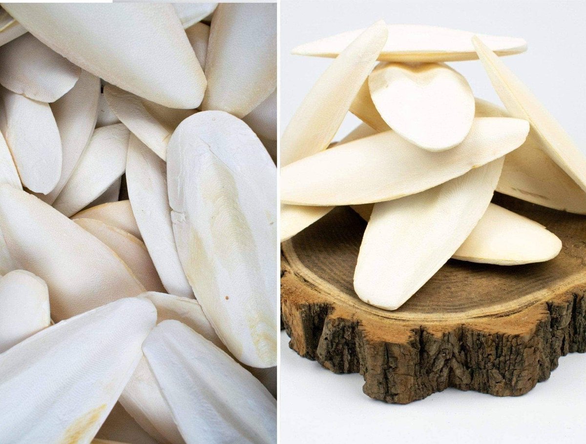 Sepia 1 Stuk Inktvis Bot Calcium Bron Isopods | bol.com