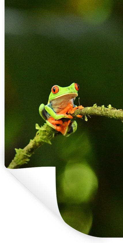 Muurstickers - Sticker Folie - Kikker - Takken - Groen - 60x120 cm ...