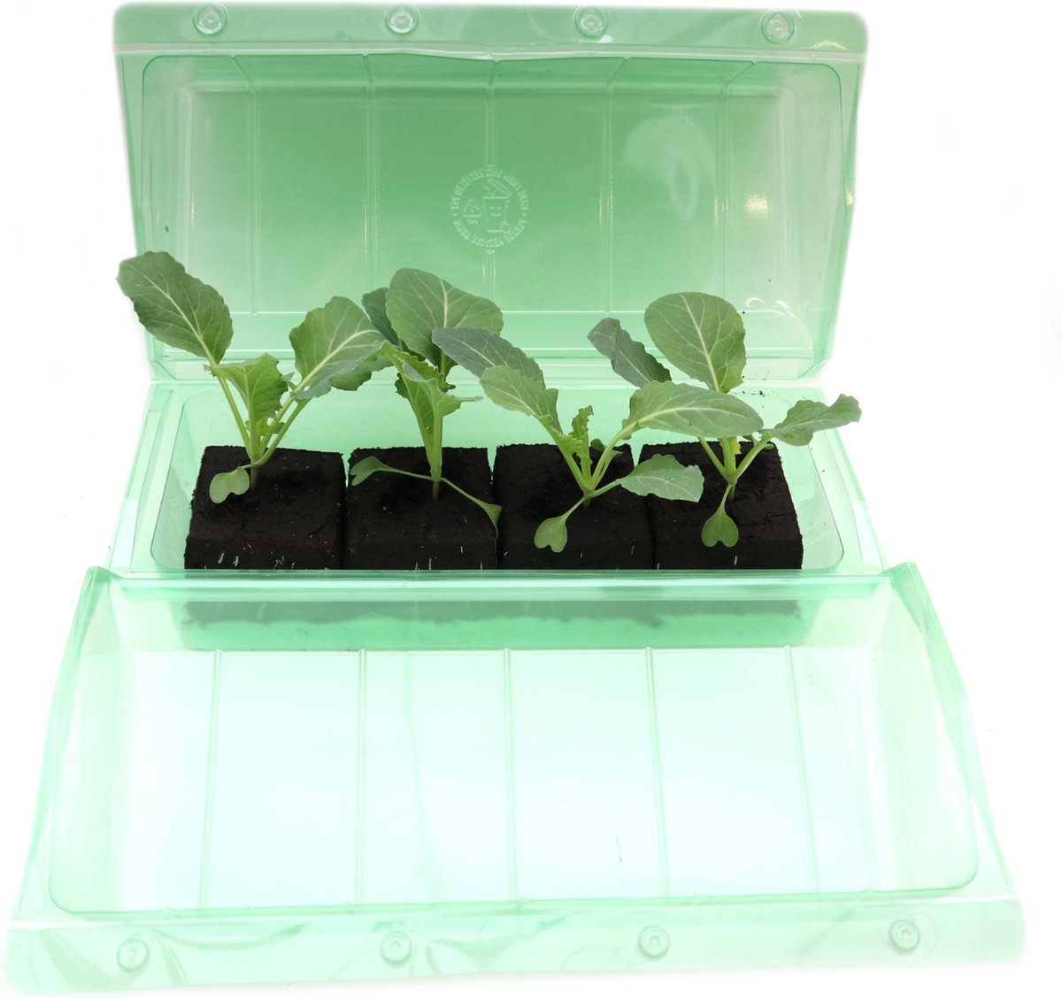 Rode krulsla - Lollo Rossa planten - 10 planten - groenteplanten - in ...