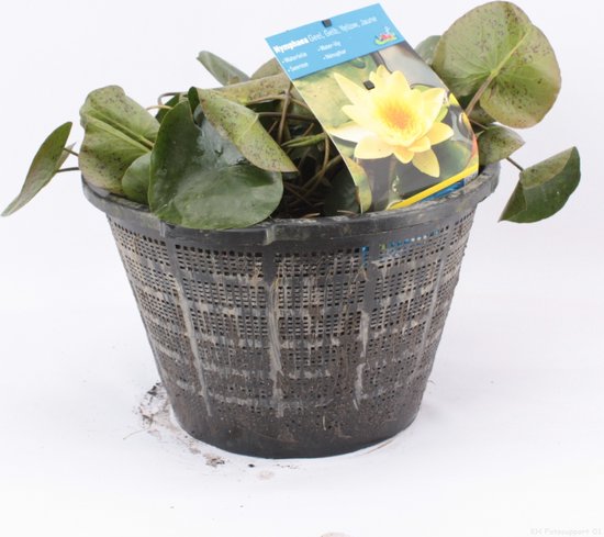 Moerings Standaard Gele Waterlelie | In 40CM Mand | bol