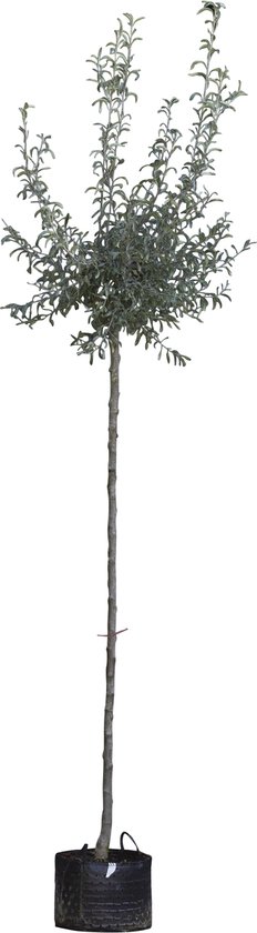 Wilgbladige treur sierpeer | Pyrus salicifolia 'Pendula' 10-14 cm 220 ...