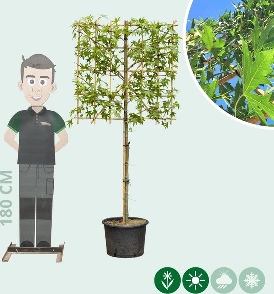 Lei amberboom 100 cm | Liquidambar styraciflua 'Worplesdon' 100cm| Bomenbezorgd.nl | bol