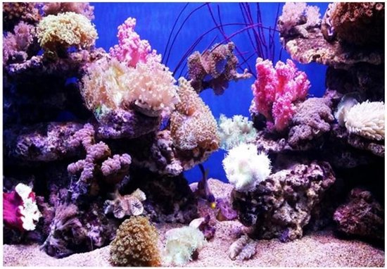 Aquarium HD Oceaan Achtergrond - Zee Koraal Behang 3D Effect ...