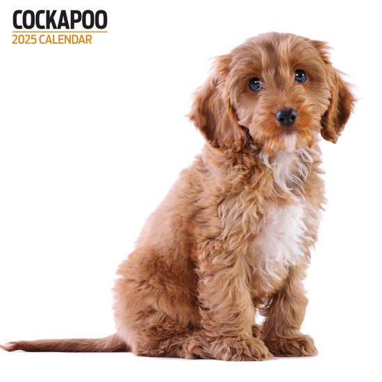 Cockapoo Kalender 2025 Modern | bol