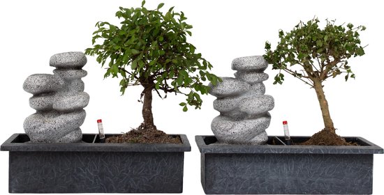Plant in a Box - Bonsai boompje met Easy-care watersysteem én stromende ...