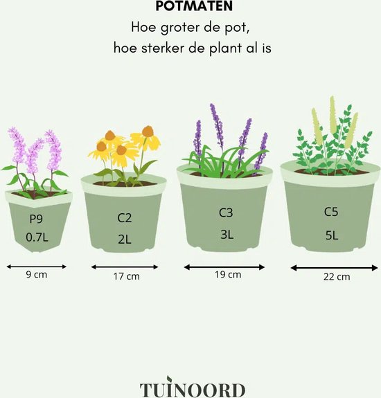 12x Verbena bonariensis (IJzerhard) – Winterharde Vaste Plant (Voor 2m² ...